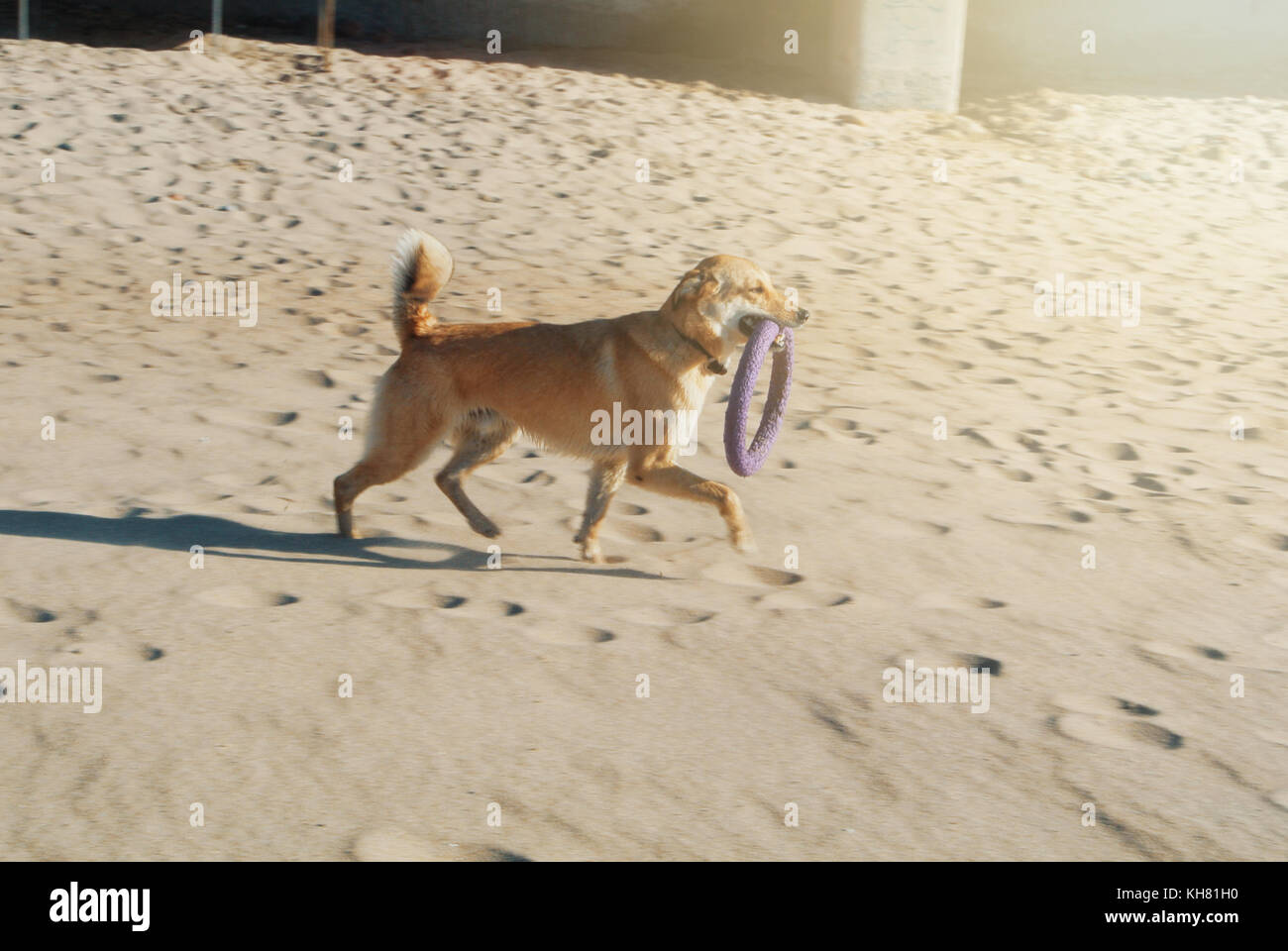 A dog with frisbee running on the sand dune at the beach in the evening ...