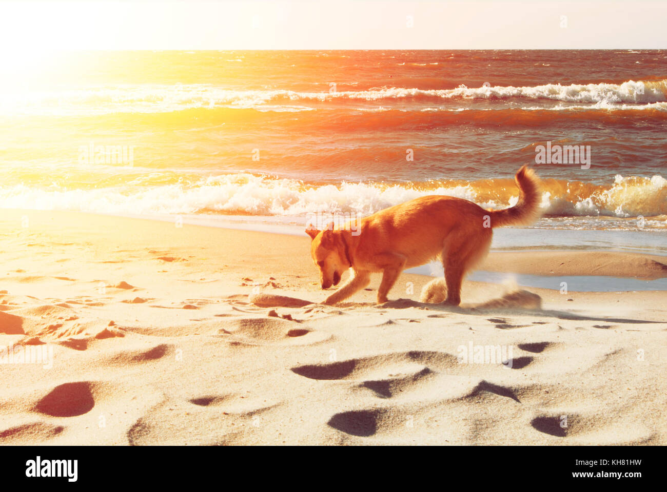 A dog digging a hole in the sand dune at the beach in the evening ...