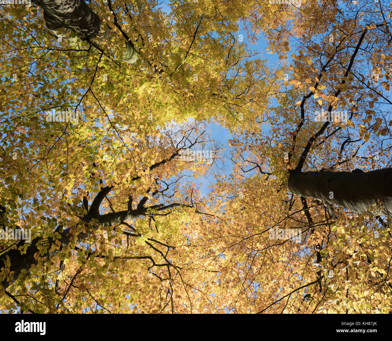 looking up to brightly colored autumn beech leaves and blue sky in the ...