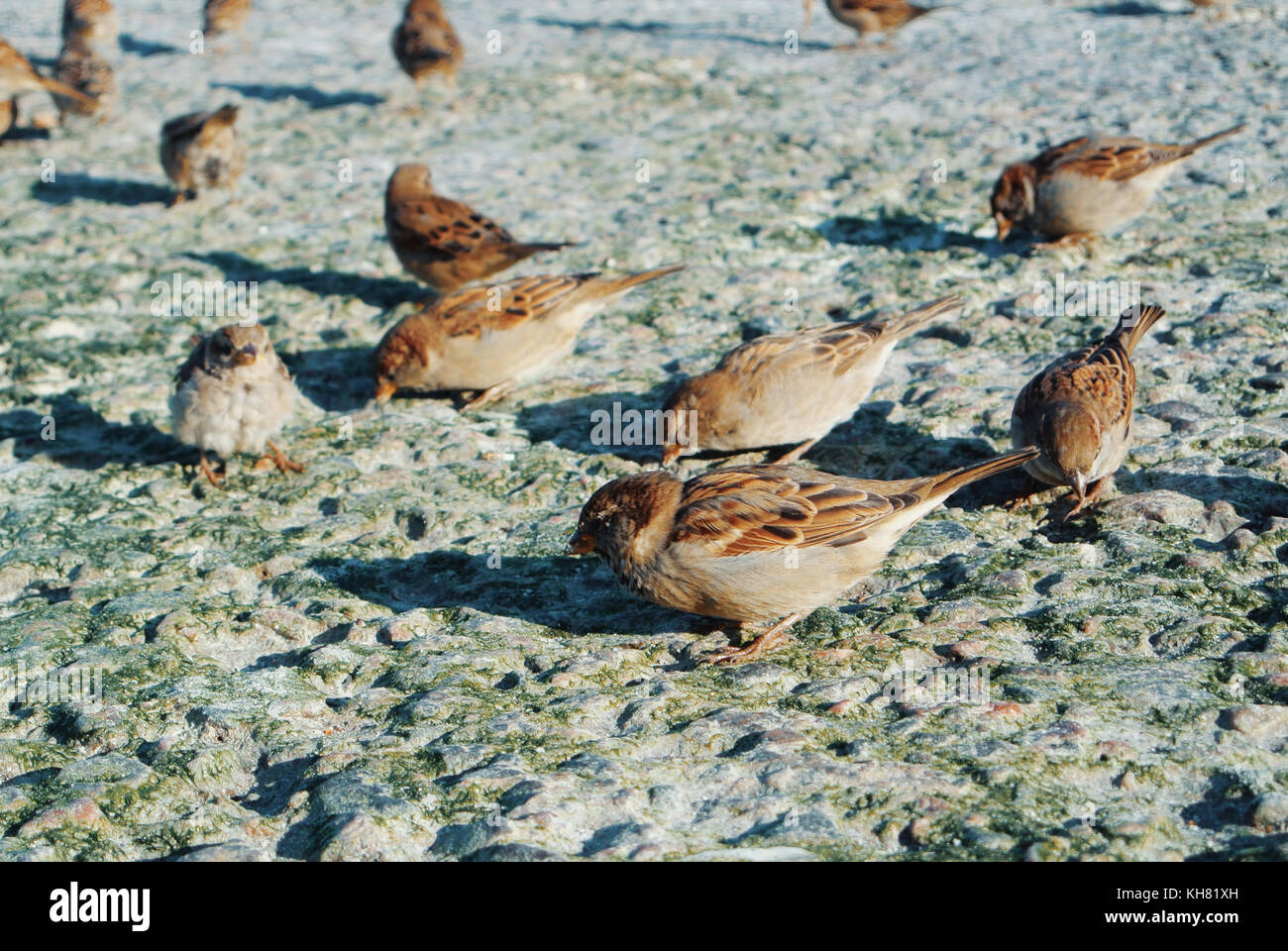 Close-up of sparrows eating crumbs of bread on stones covered with dry ...