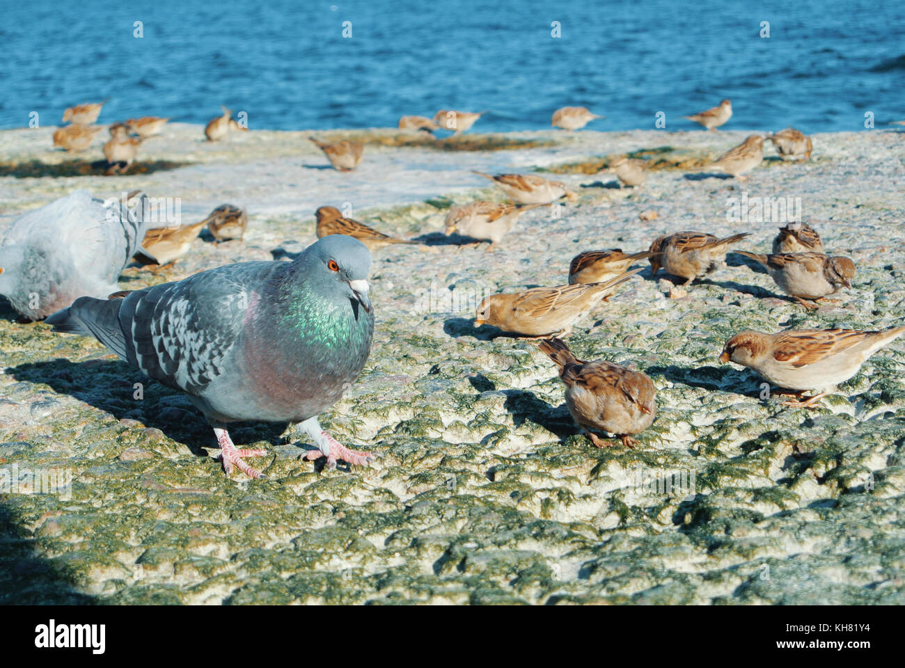 Close-up of sparrows and pigeons eat crumbs of bread on stones covered ...