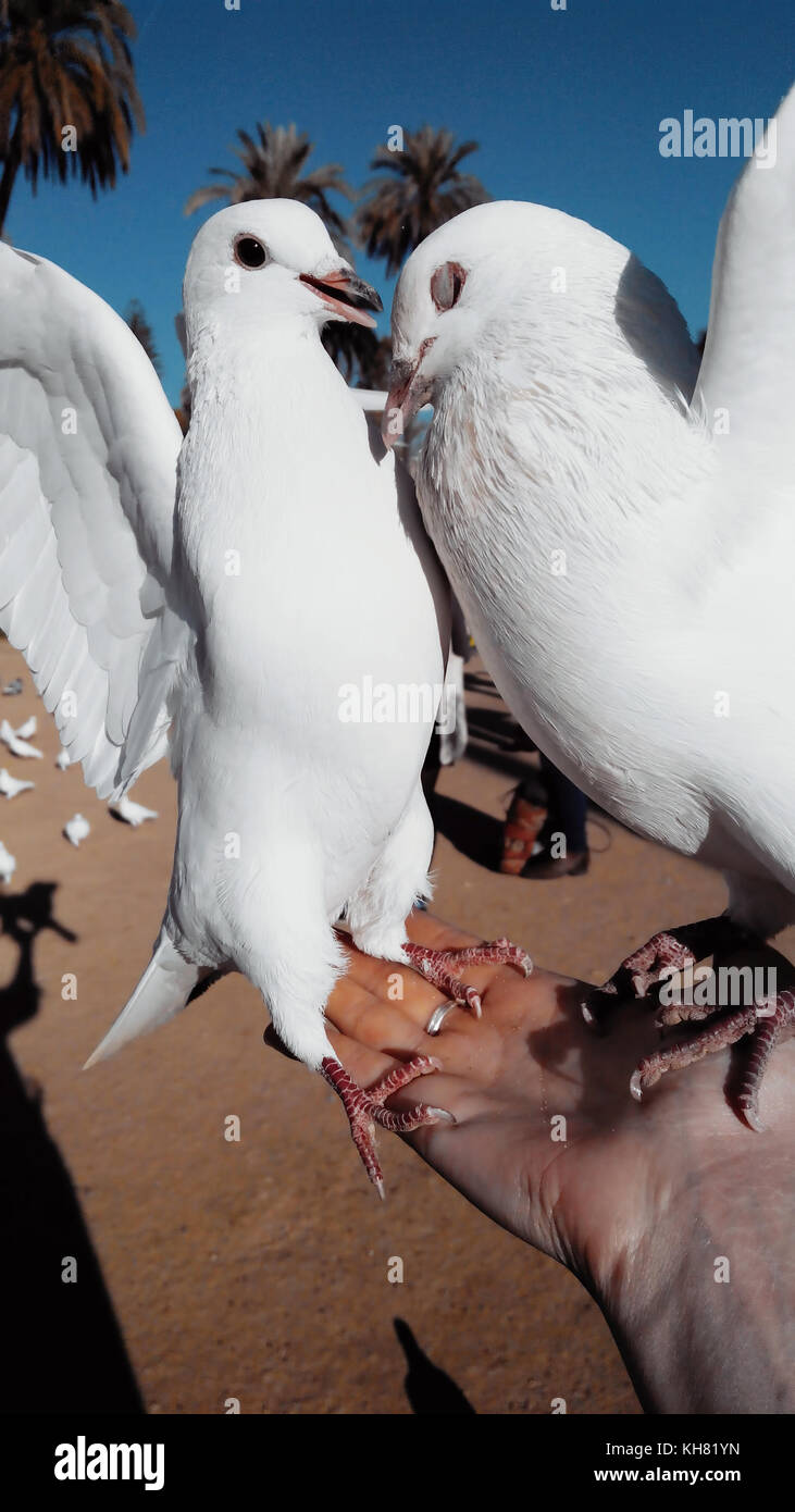 Feeding two white doves sitting and struggling on a woman's hand in the ...
