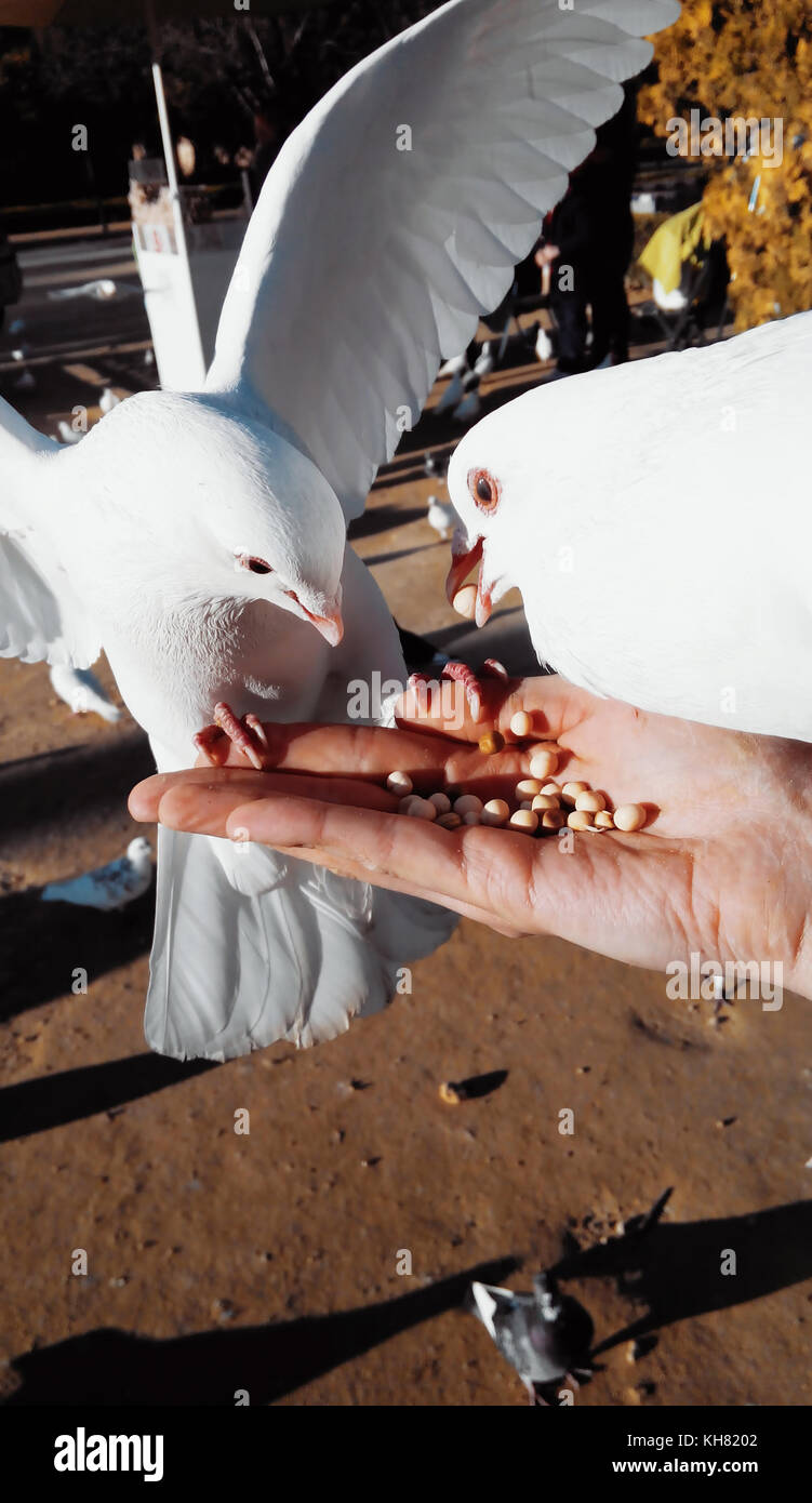 Feeding two white doves sitting and struggling on a woman's hand in the ...