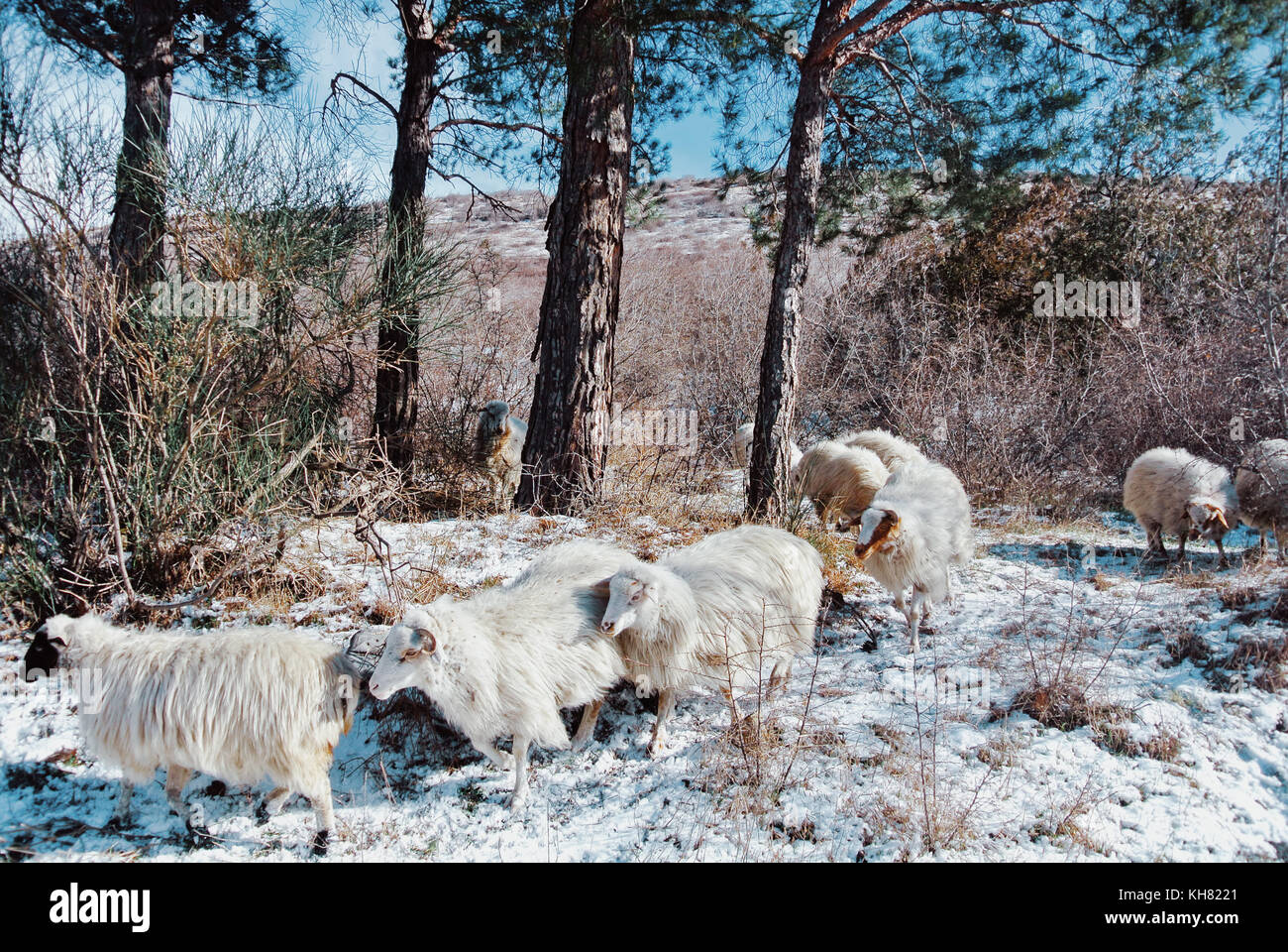 Flock of sheep running through the pine forest in the mountains covered ...