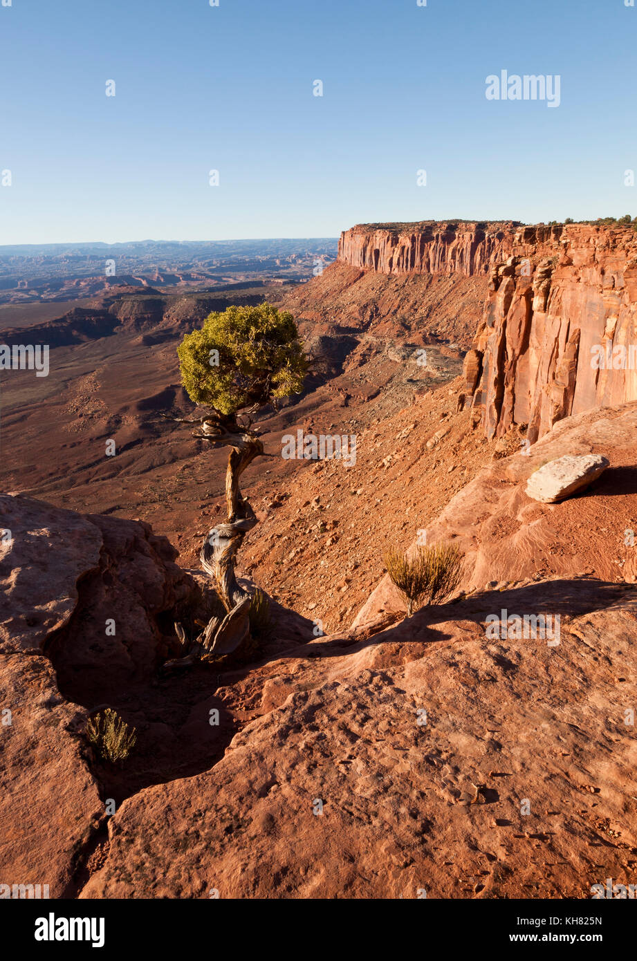 Juniper tree grand canyon hi-res stock photography and images - Alamy