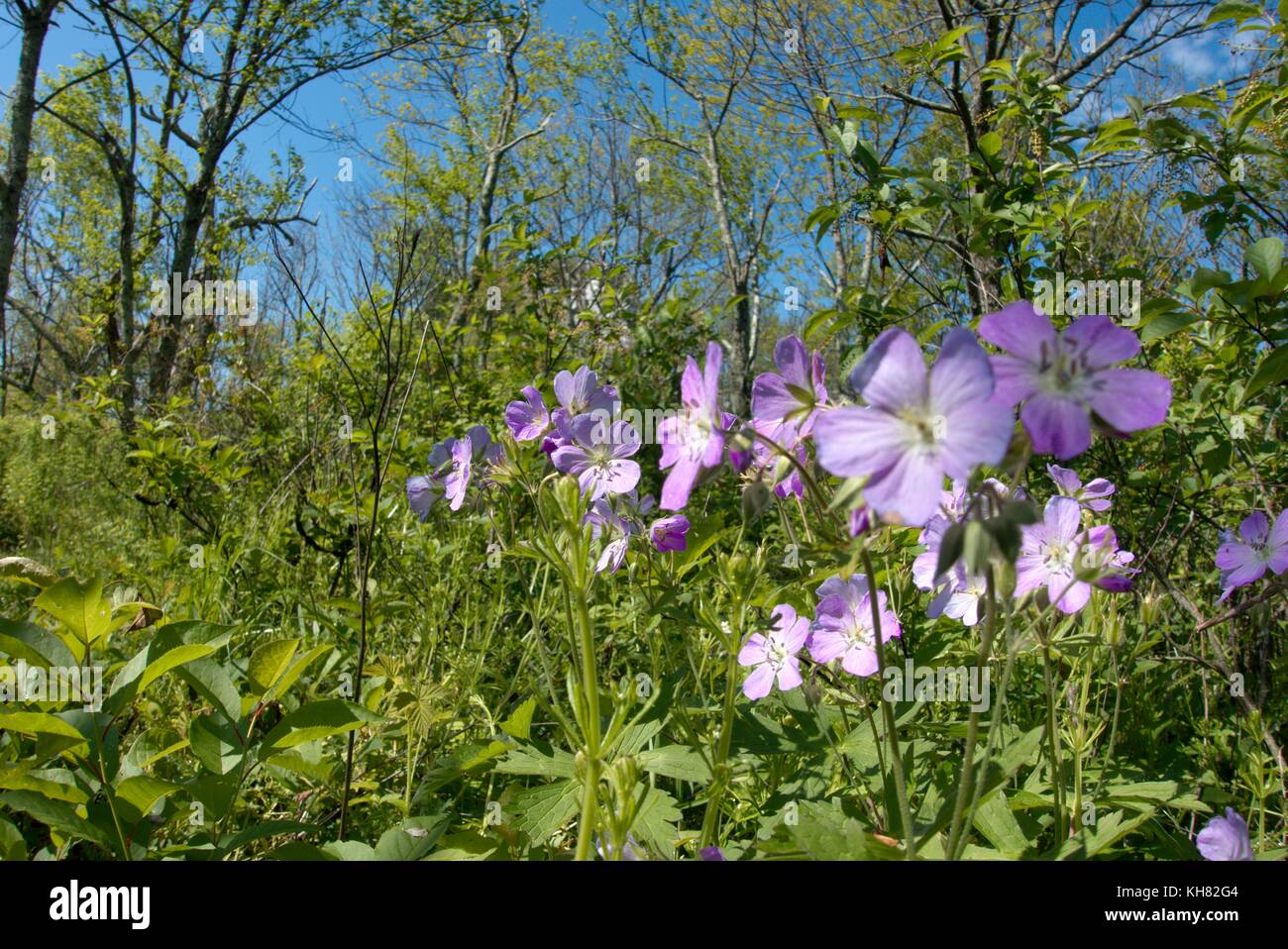 Geranium flowers in a Pennsylvania Forest Stock Photo - Alamy