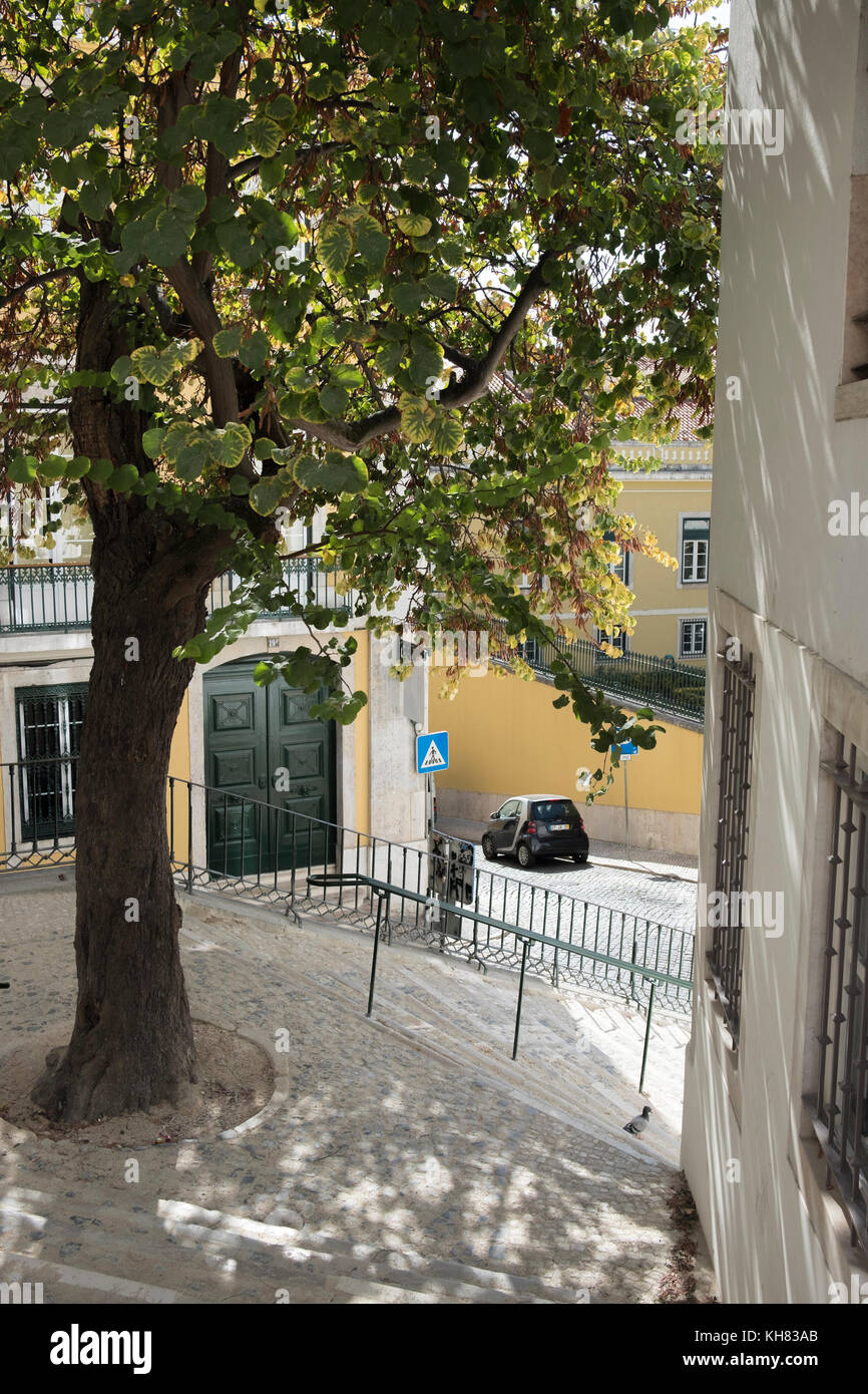 Side street tree hi-res stock photography and images - Alamy
