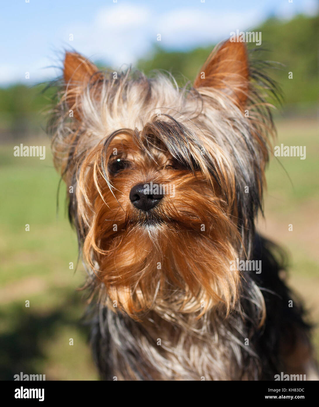 Portrait of a Yorkie outside with a green background Stock Photo - Alamy