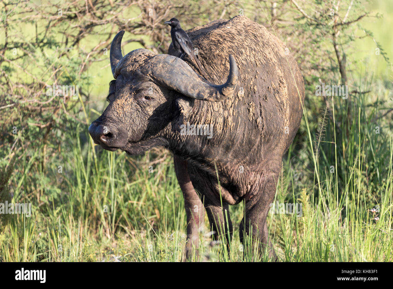 Bull Cape Buffalo with Piapaic bird, Ptilostomus afer, "Murchison's ...
