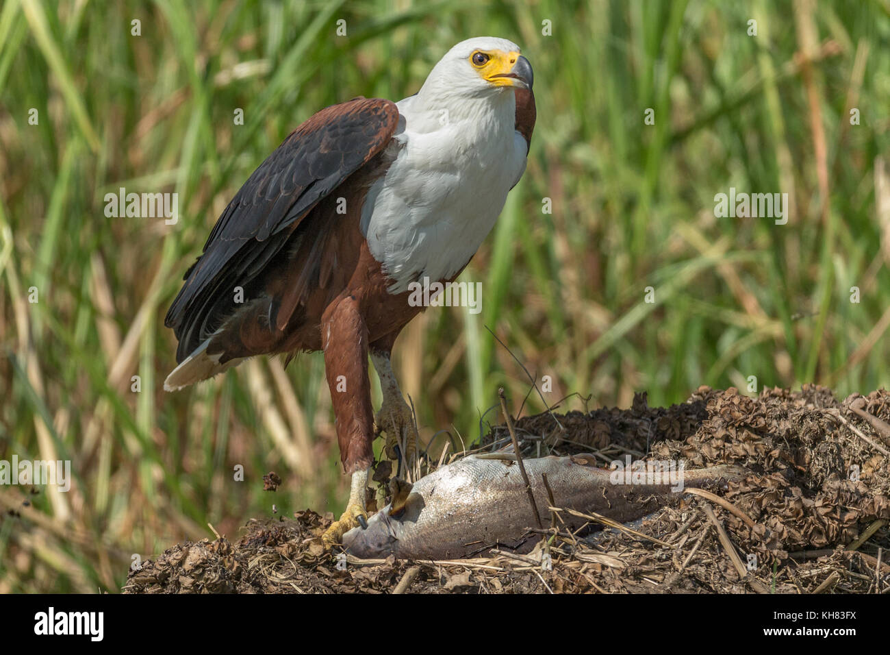 African fish eagle (Haliaeetus vocifer), with caught fish, "Murchison's ...