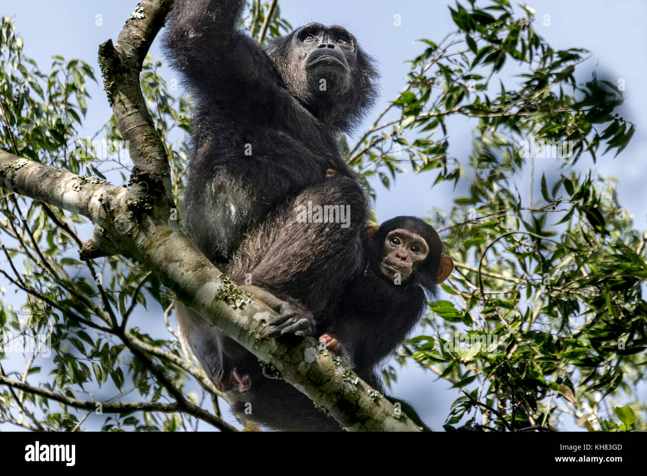 Mother and infant Chimpanzee Kimbale Forest National Park Uganda Africa ...