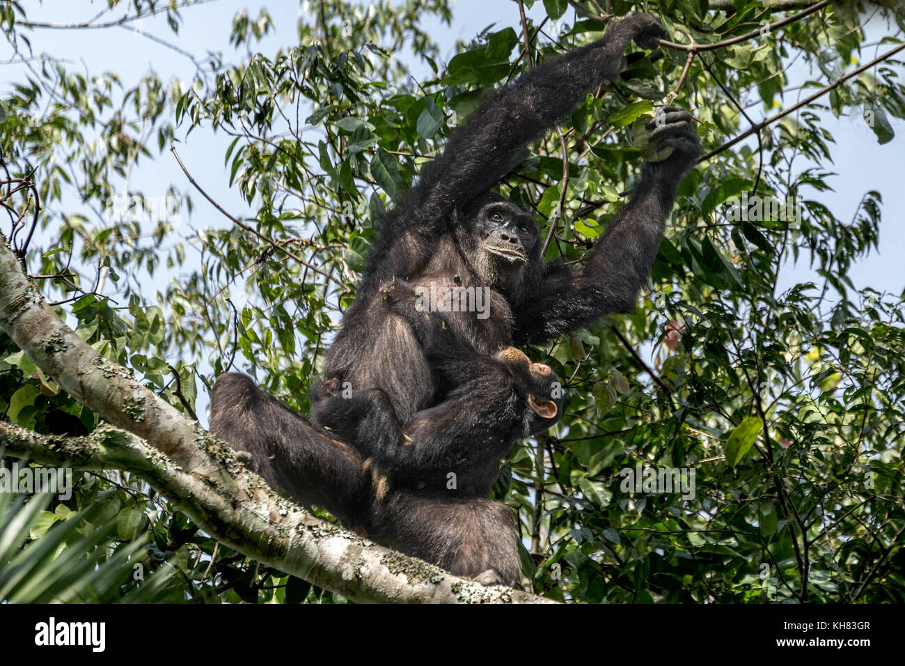 Mother grabbing a fig and infant Chimpanzee Kimbale Forest National ...
