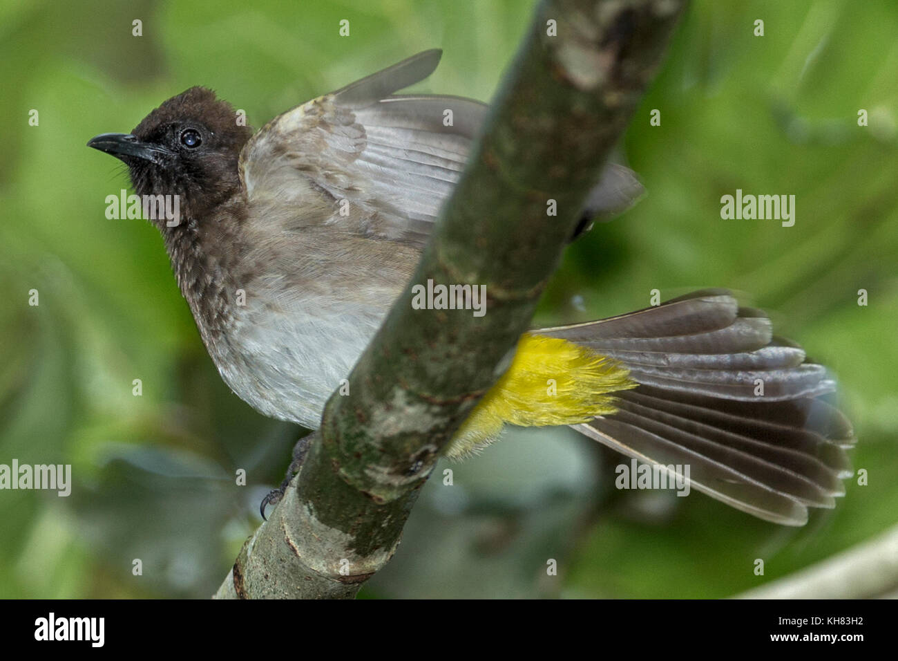 Common bulbul (Pycnonotus barbatus) Bigodi Wetland Sanctuary Kamwenge ...