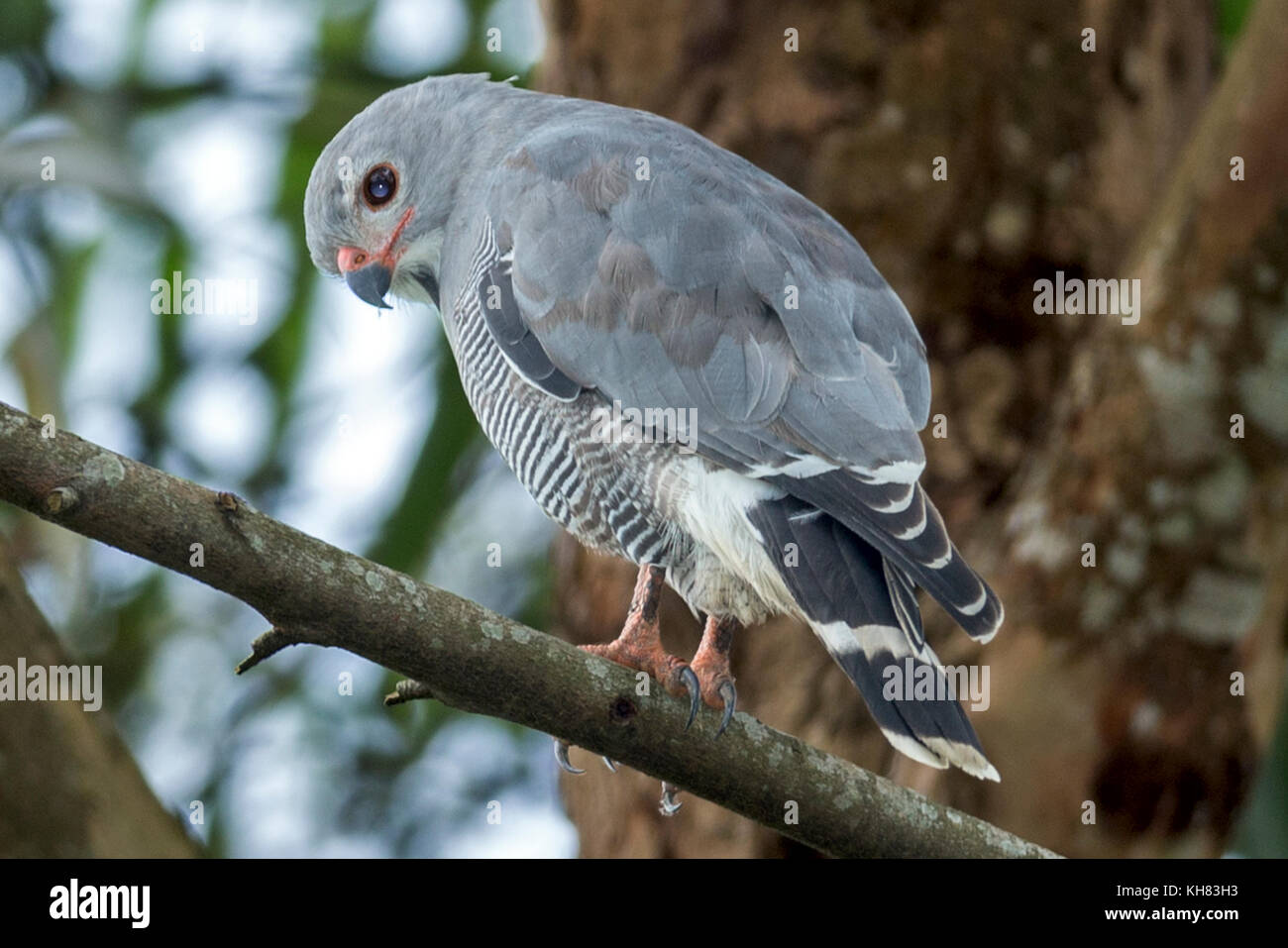 Lizard buzzard (Kaupifalco monogrammicus) or Lizard hawk, Bigodi ...