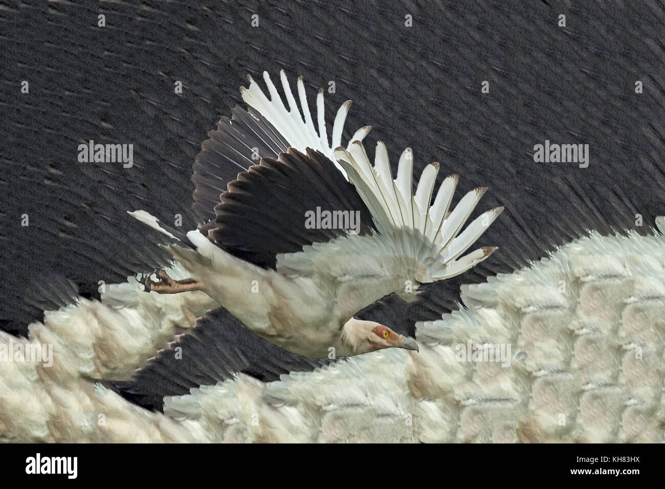 Palm-nut vulture (Gypohierax angolensis) or vulturine fish eagle, with ...