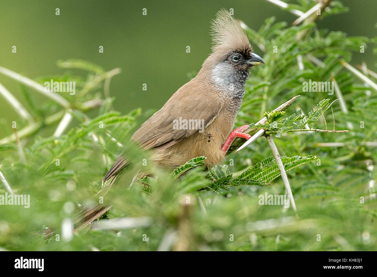 Speckled mousebird (Colius striatus) due to its stance as shown (like a ...