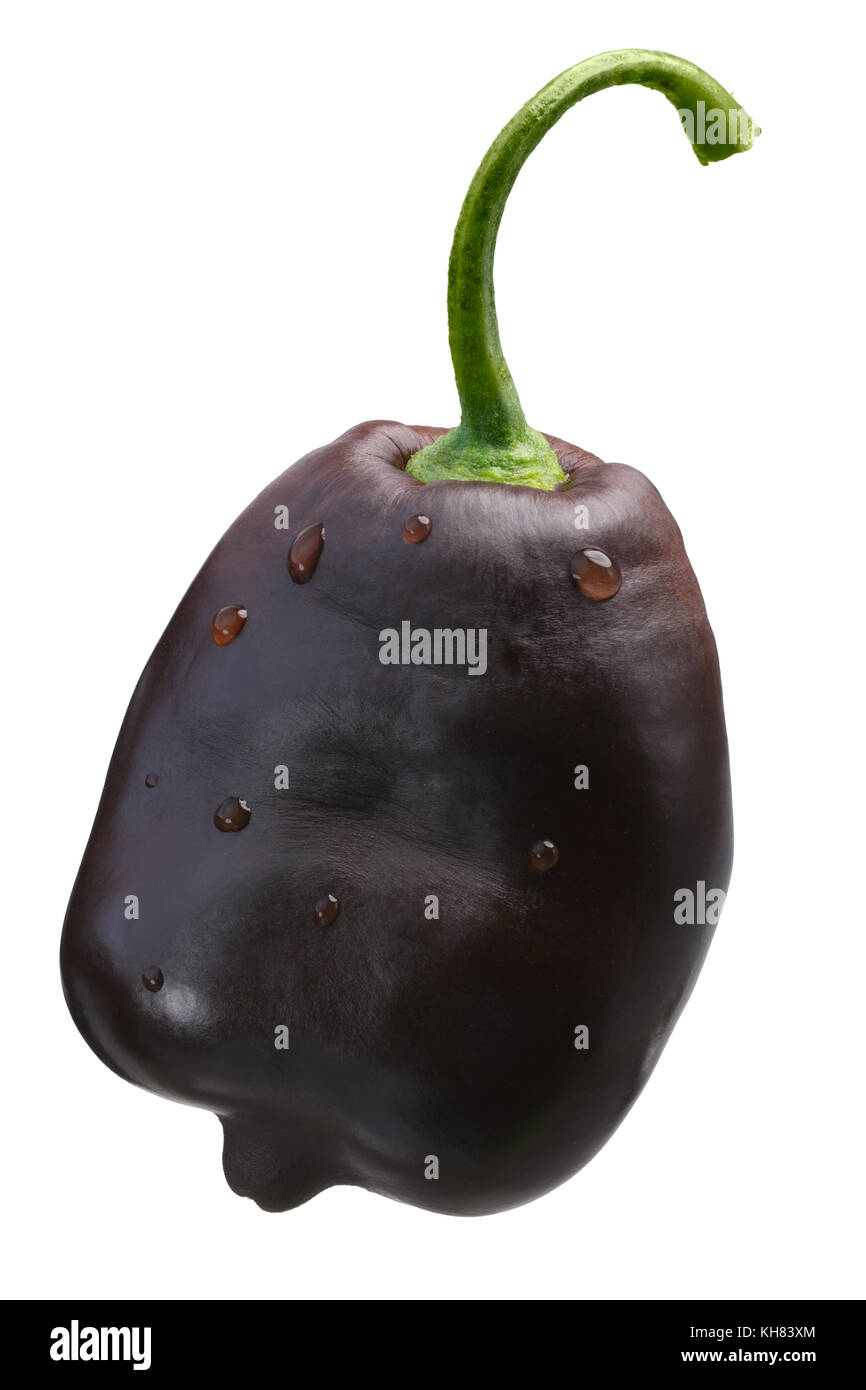 Brown Rocoto chile pepper (Capsicum pubescens). Clipping paths Stock ...
