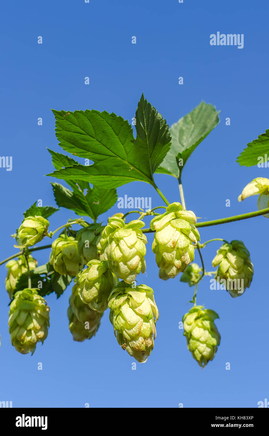 branch of green hops Stock Photo - Alamy