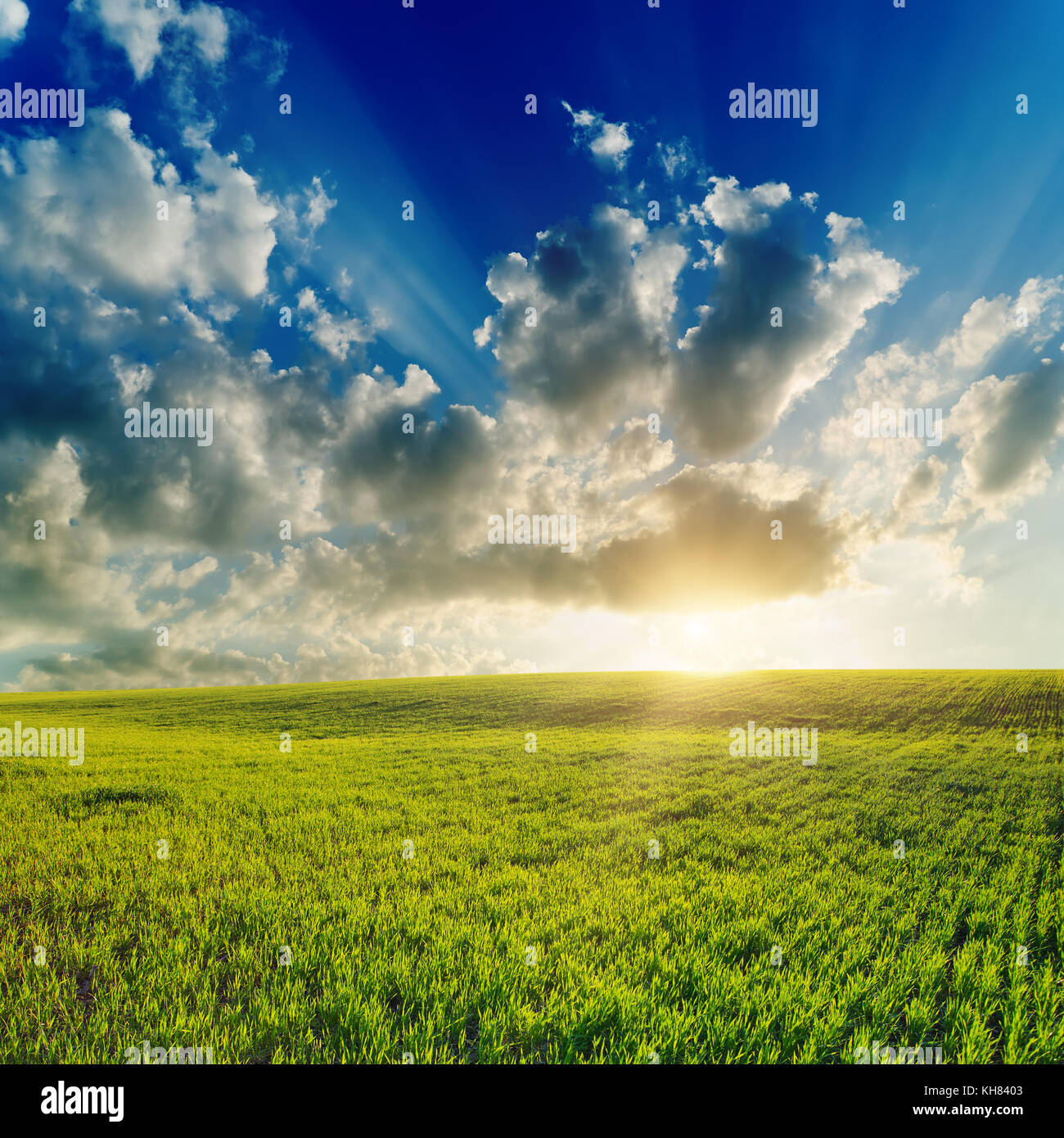 good sunset over green field Stock Photo - Alamy
