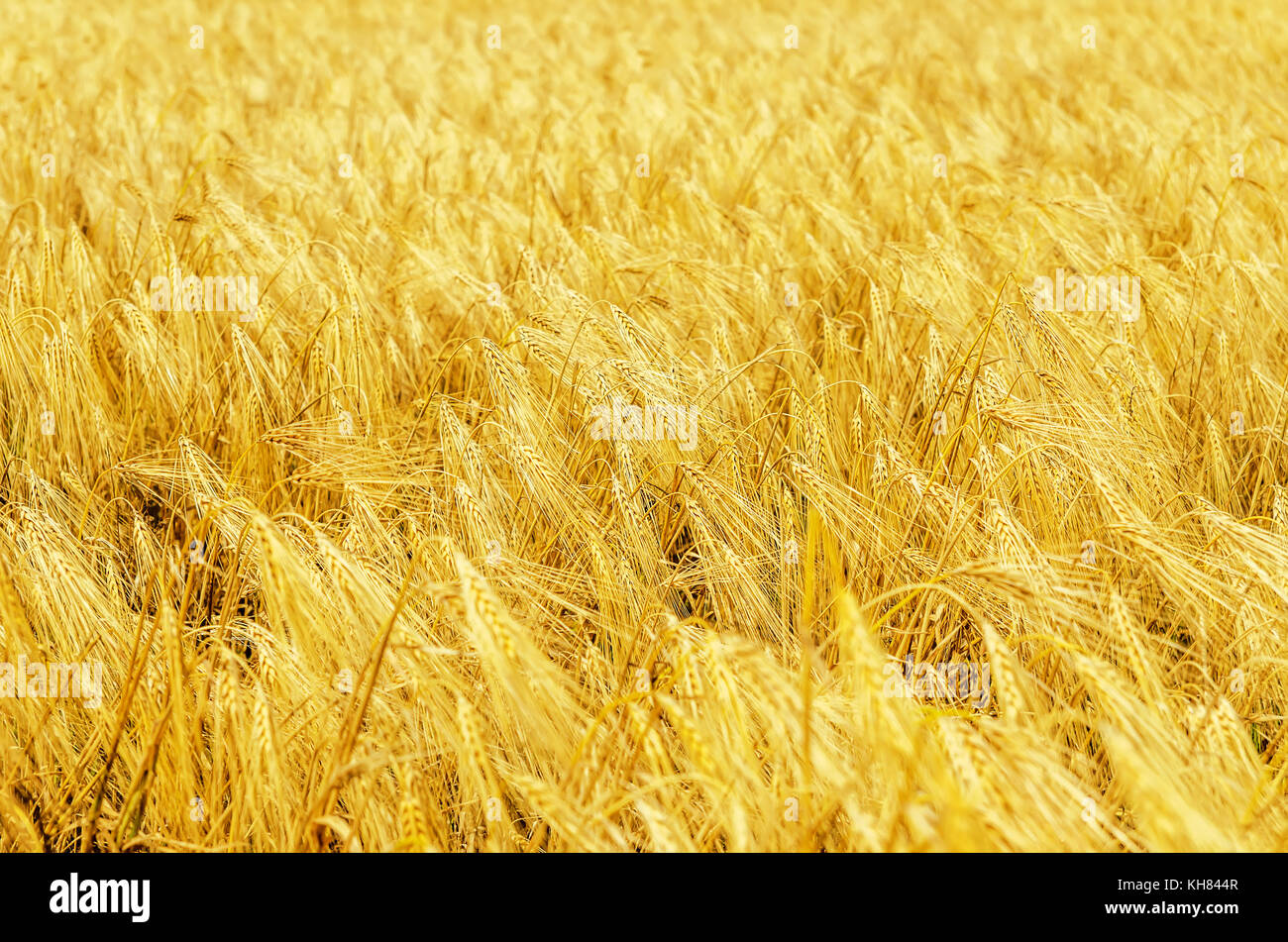golden field with harvest Stock Photo - Alamy