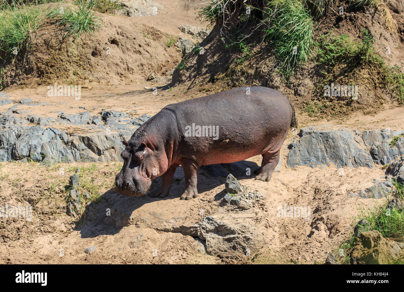 A huge male Hippopotamus on a river edge Stock Photo - Alamy