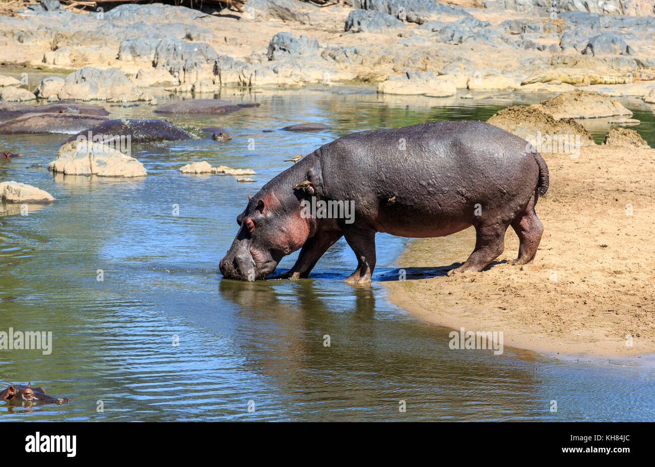 A huge male Hippopotamus on a river edge Stock Photo - Alamy