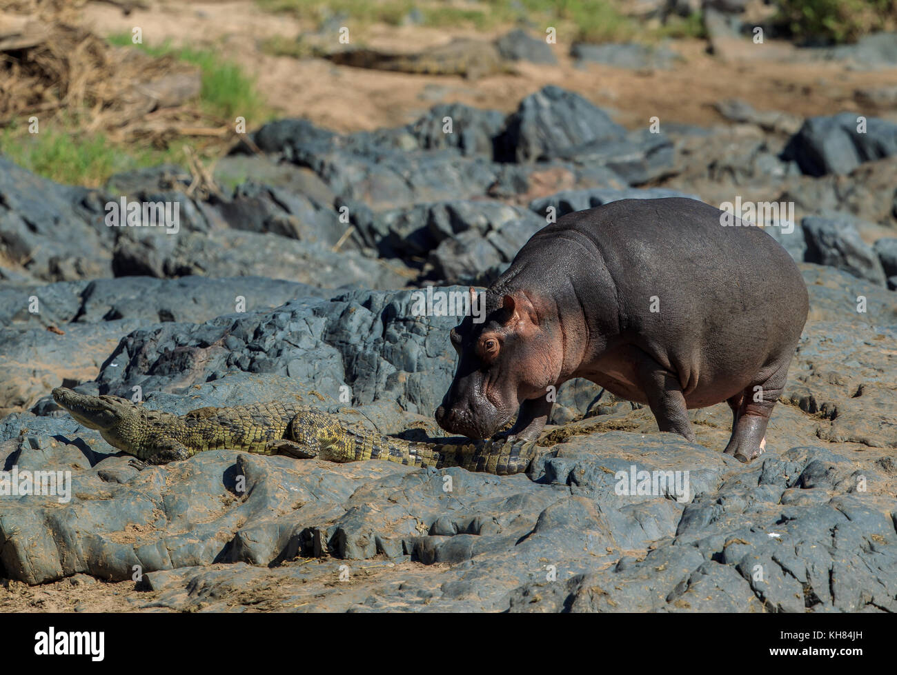 A huge male Hippopotamus on a river edge Stock Photo - Alamy