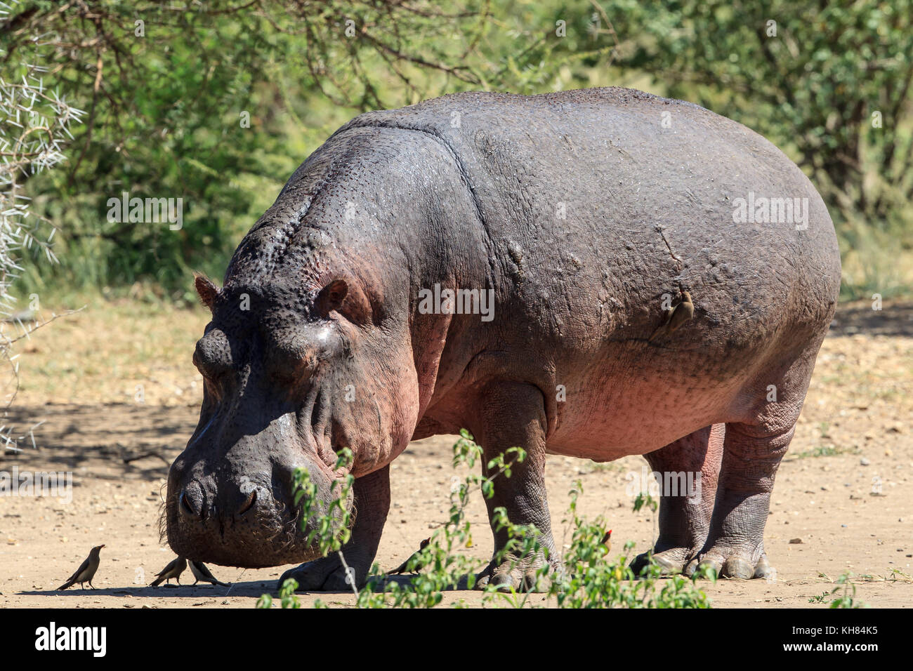 A huge male Hippopotamus on a river edge Stock Photo - Alamy