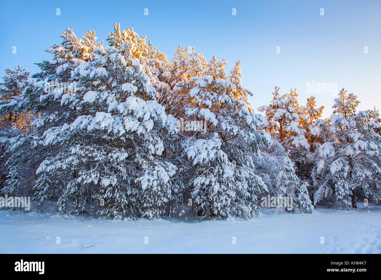 beautiful winter landscape snow tree Stock Photo - Alamy