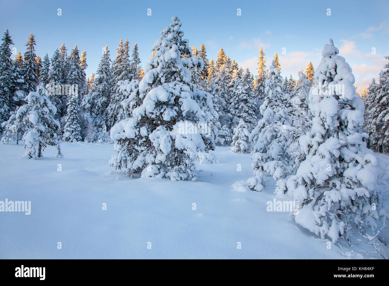 beautiful winter landscape snow tree Stock Photo - Alamy