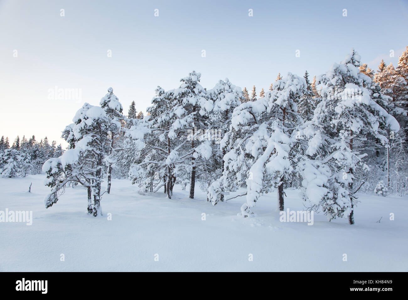 beautiful winter landscape snow tree Stock Photo - Alamy