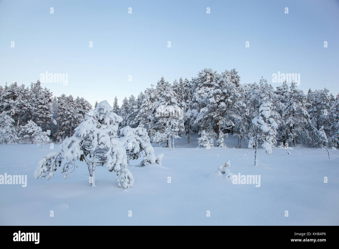 beautiful winter landscape snow tree Stock Photo - Alamy