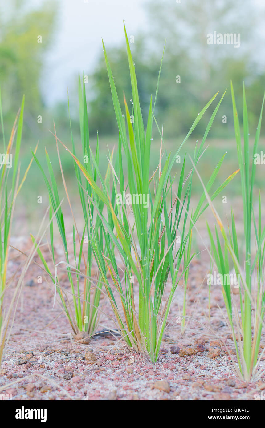 sapling rice, rice field in rural, thailand Stock Photo - Alamy