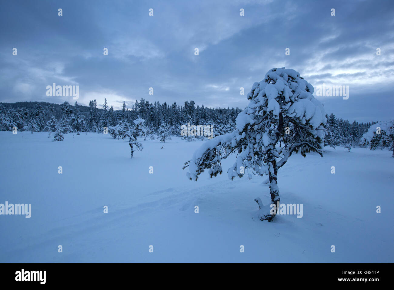 beautiful winter landscape snow tree Stock Photo - Alamy