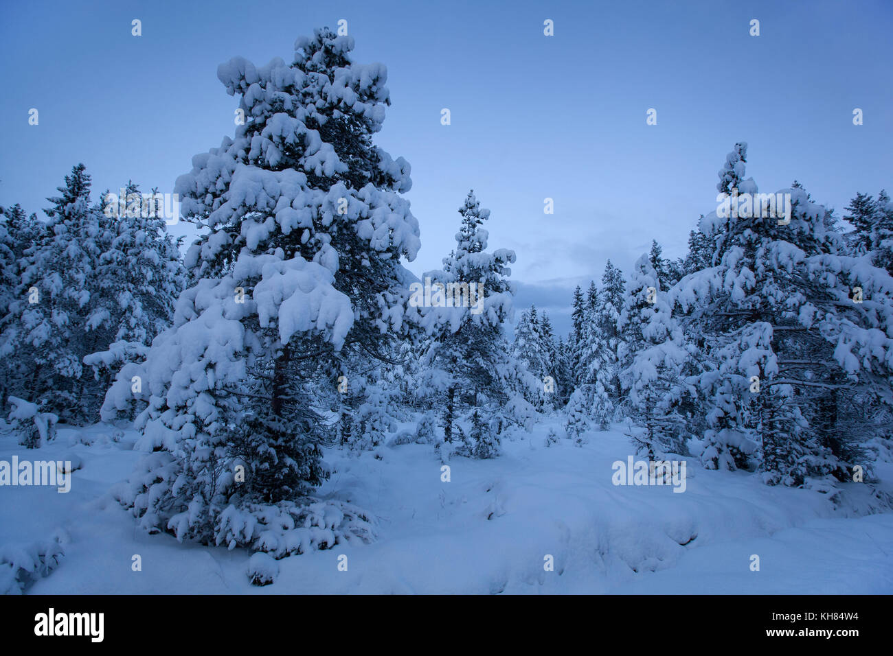 beautiful winter landscape snow tree Stock Photo - Alamy