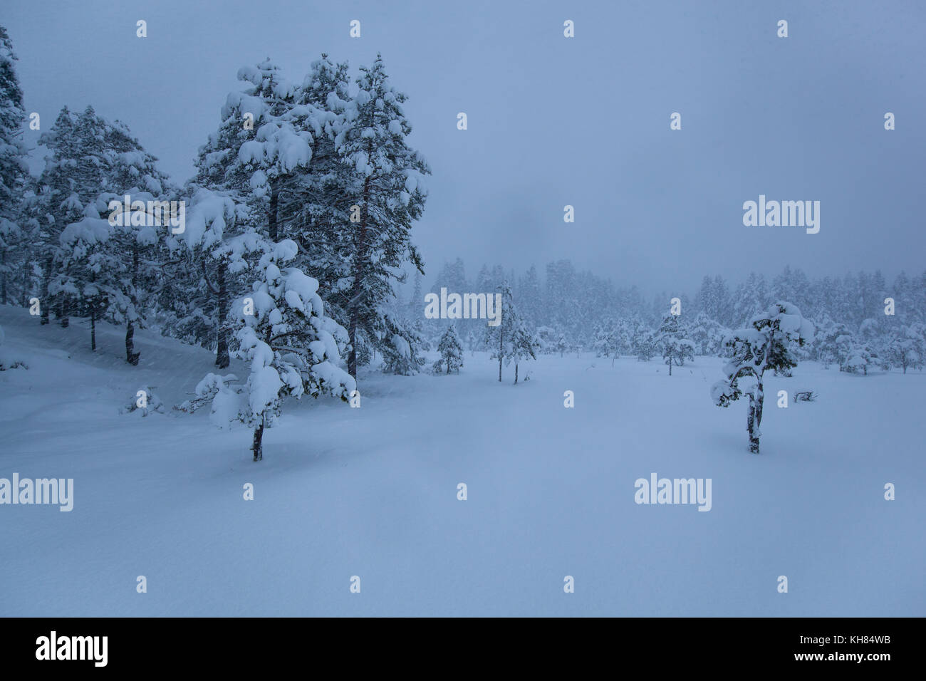 Winter night forest storm hi-res stock photography and images - Alamy