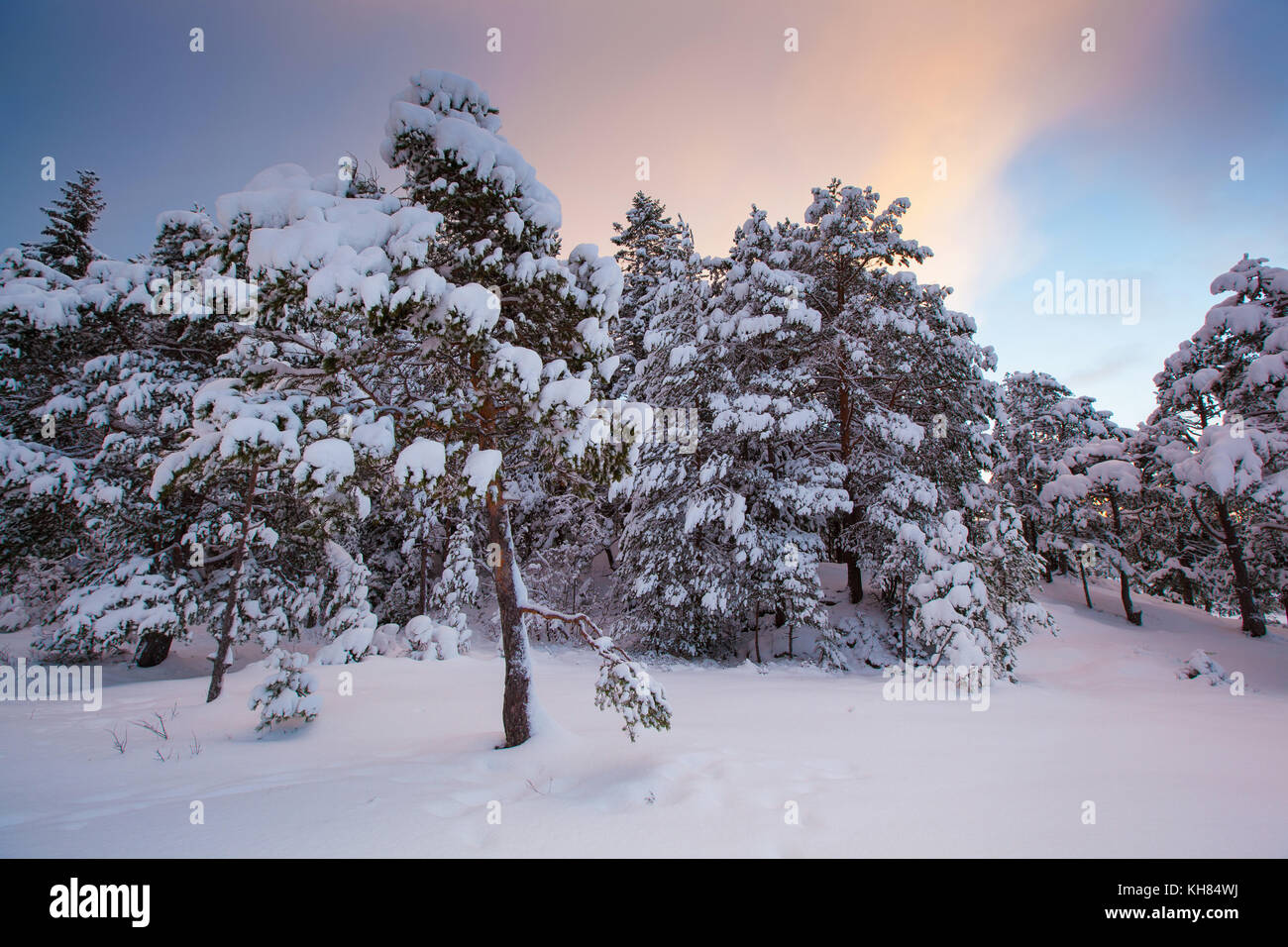 beautiful winter landscape snow tree Stock Photo - Alamy