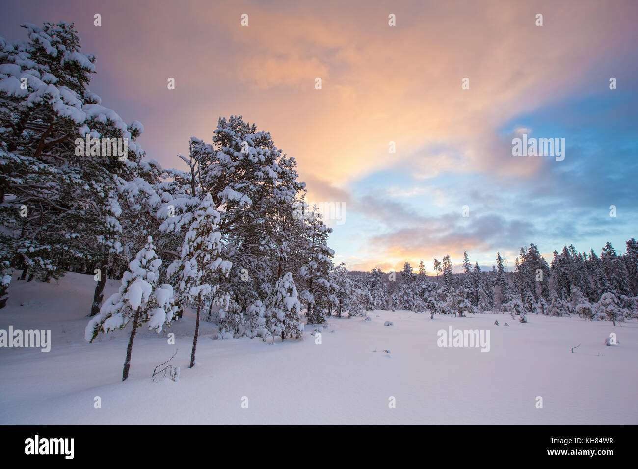 beautiful winter landscape snow tree Stock Photo - Alamy