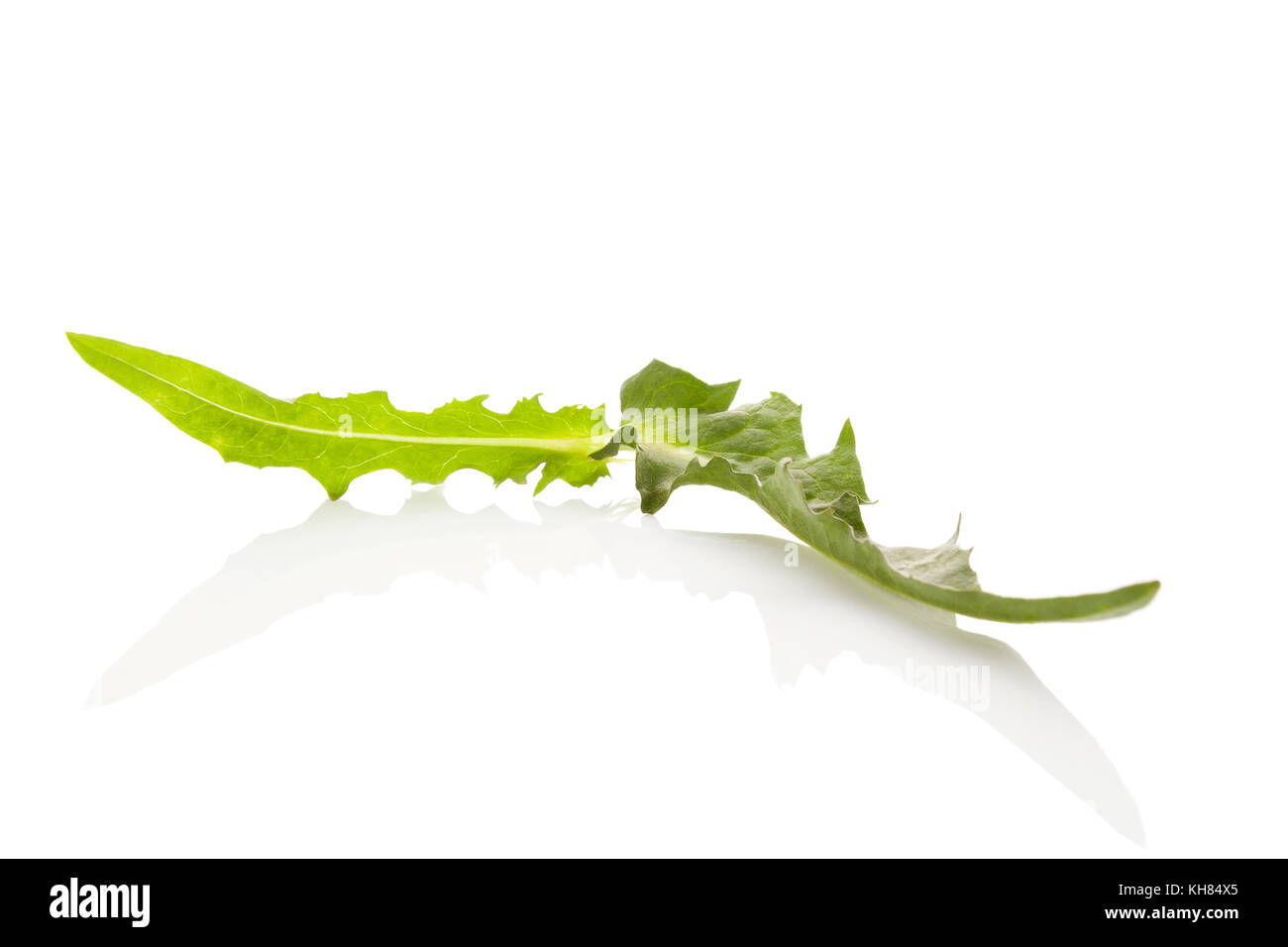 Cichorium intybus - common chicory leaf isolated on the white ...