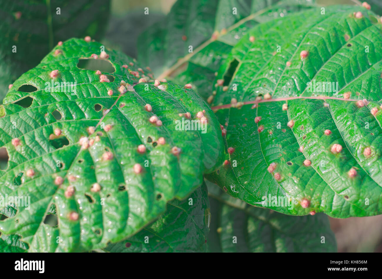 Leaf green leaf disease close up Stock Photo - Alamy