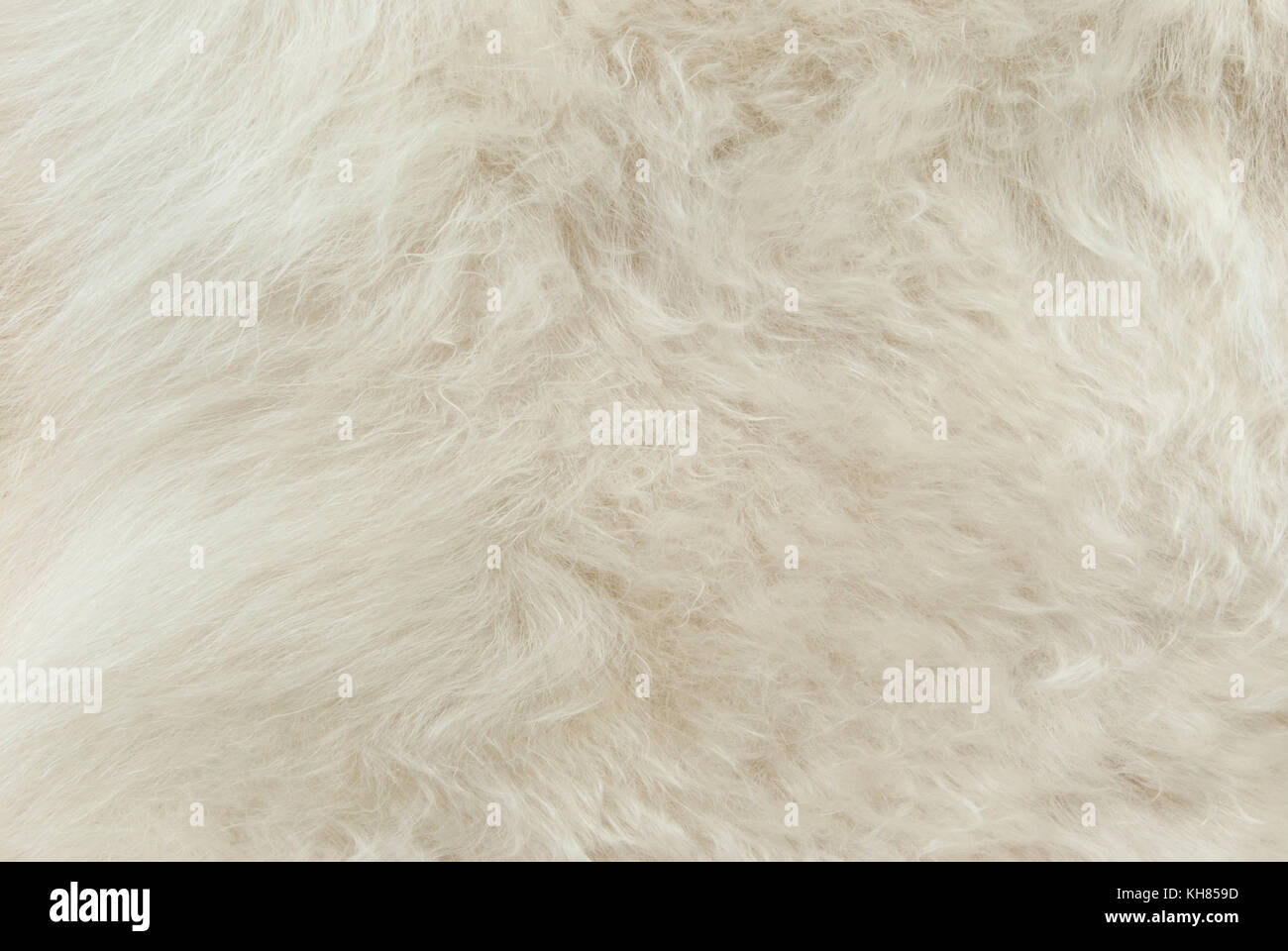 texture: white shaggy skin of an animal closeup Stock Photo - Alamy