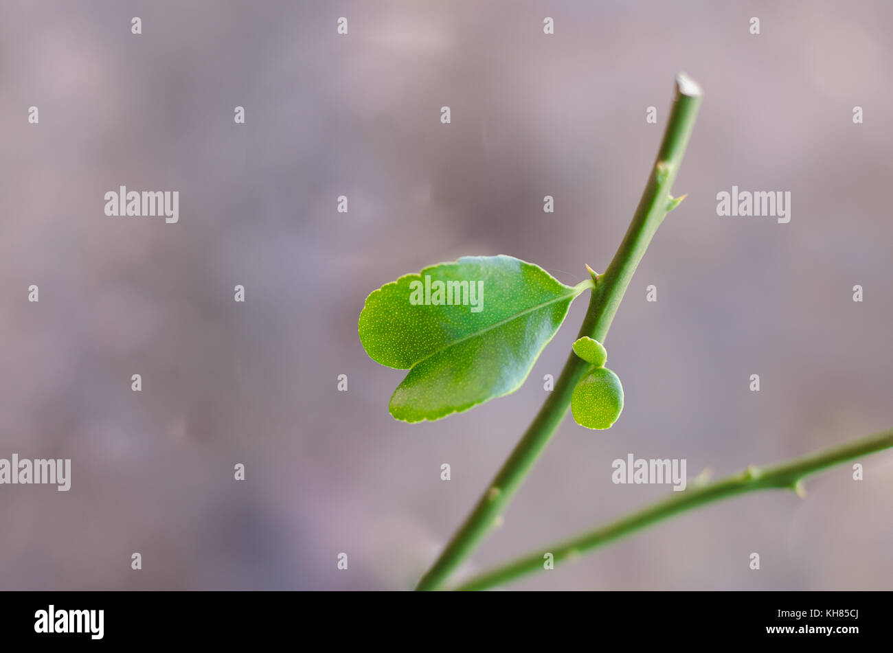 Tangerine branches fruits white hi-res stock photography and images - Alamy