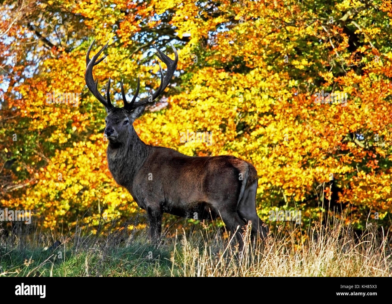 Tatton Park Deer Stock Photos & Tatton Park Deer Stock Images - Alamy