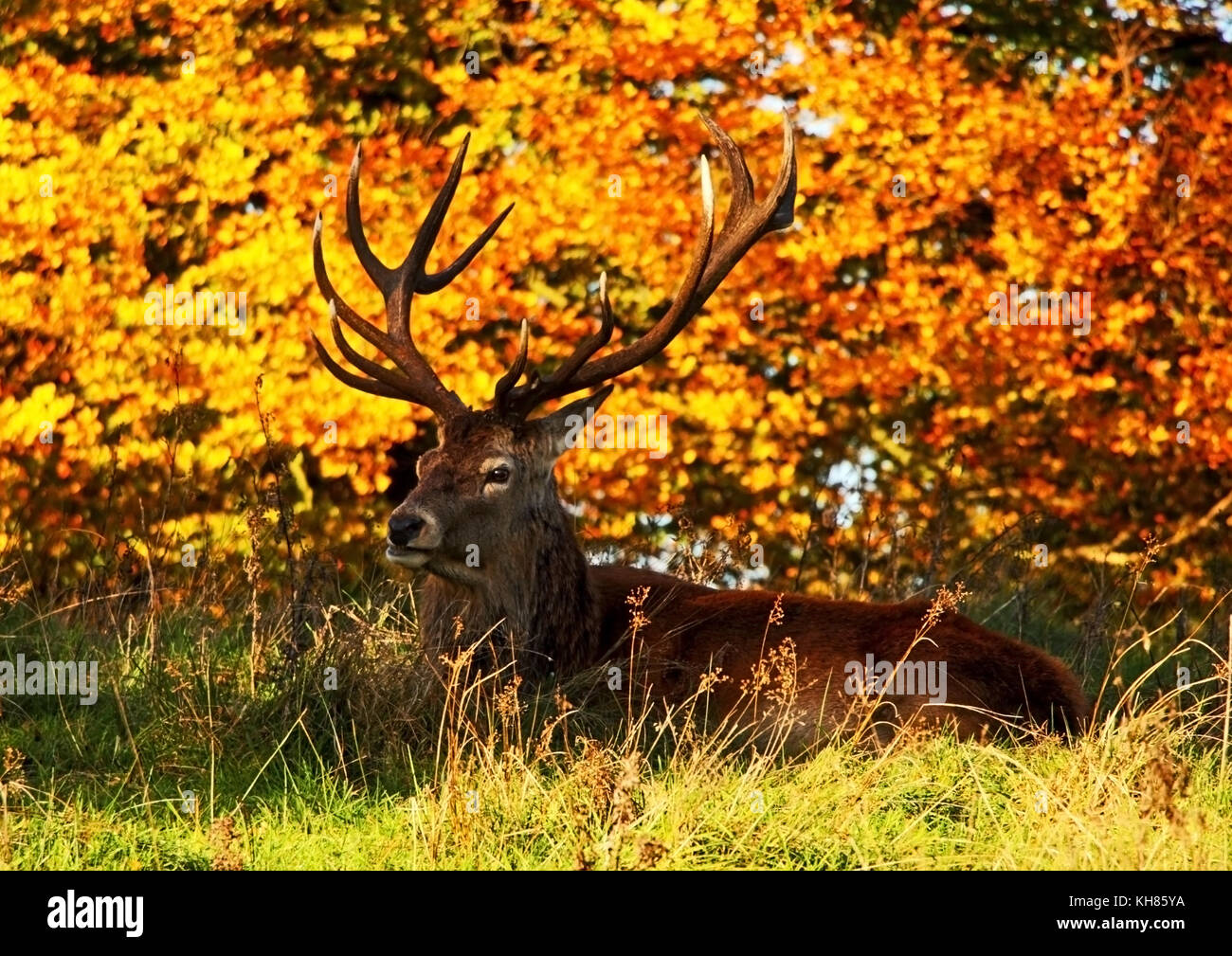 Stag rutt hi-res stock photography and images - Alamy