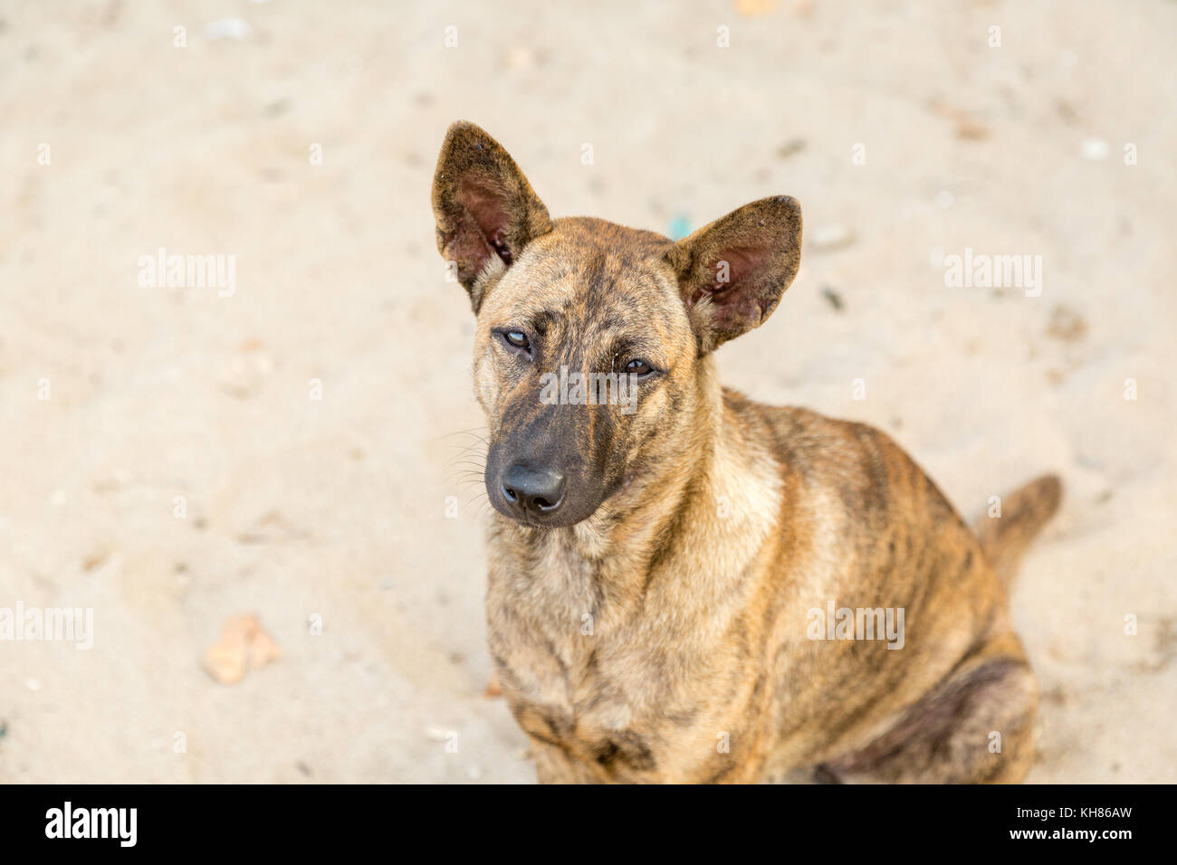 Bali stray dog on the beach. Stray dogs have been captured by locals ...