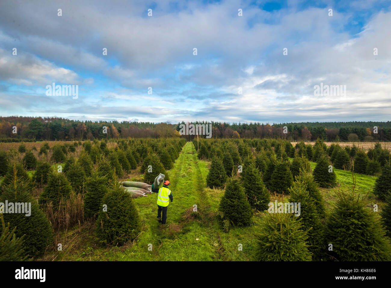 Forestry Commission work supervisor Dale Sutherland-Roberts carries a ...