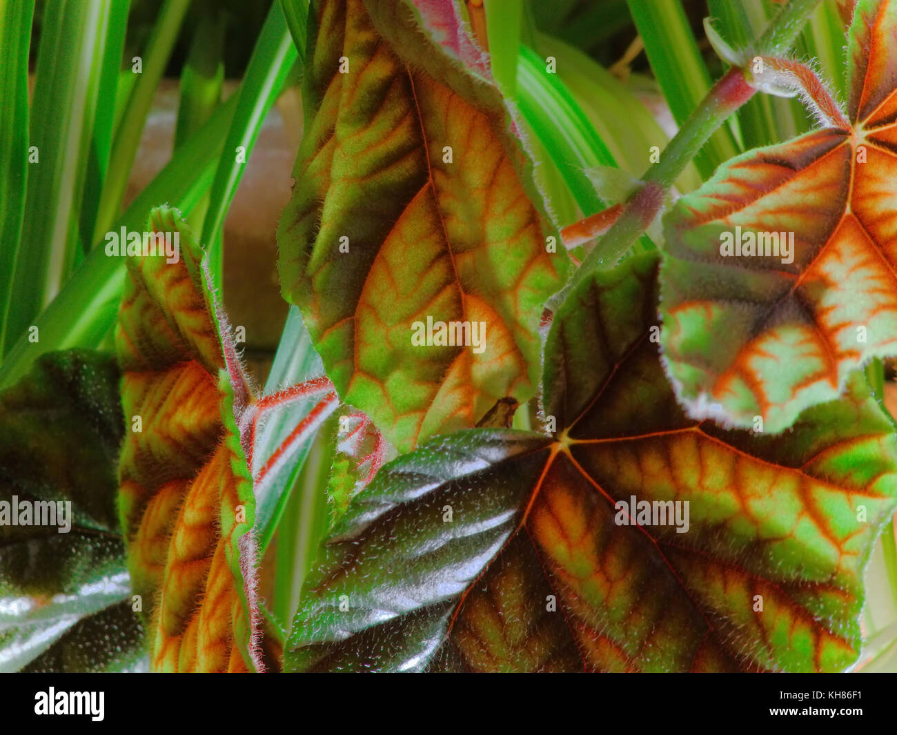 Begonia begonia spider hi-res stock photography and images - Alamy