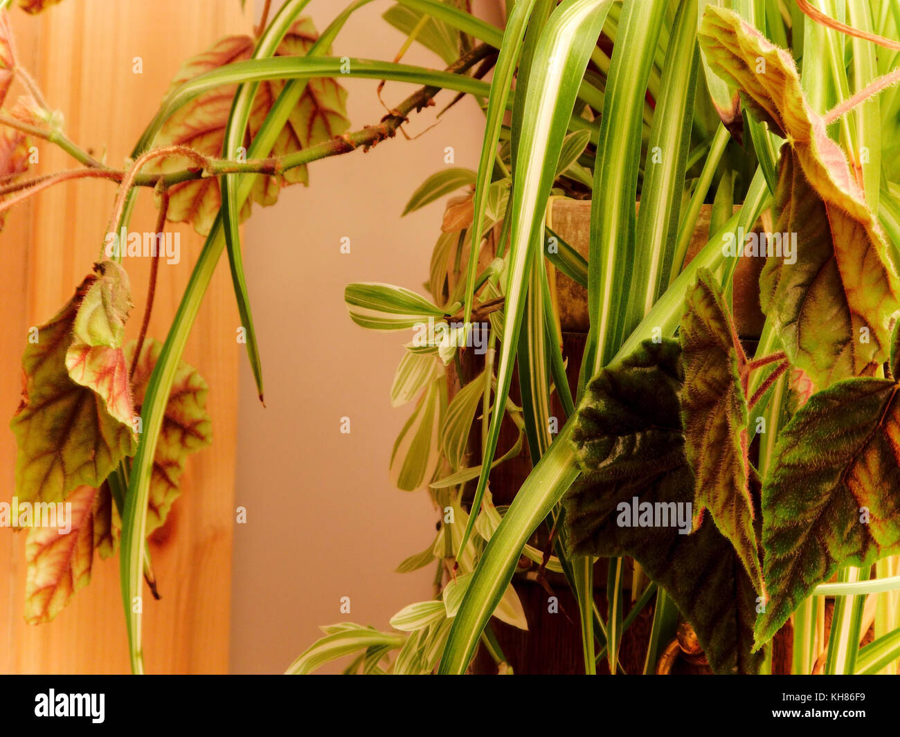 Begonia begonia spider hi-res stock photography and images - Alamy