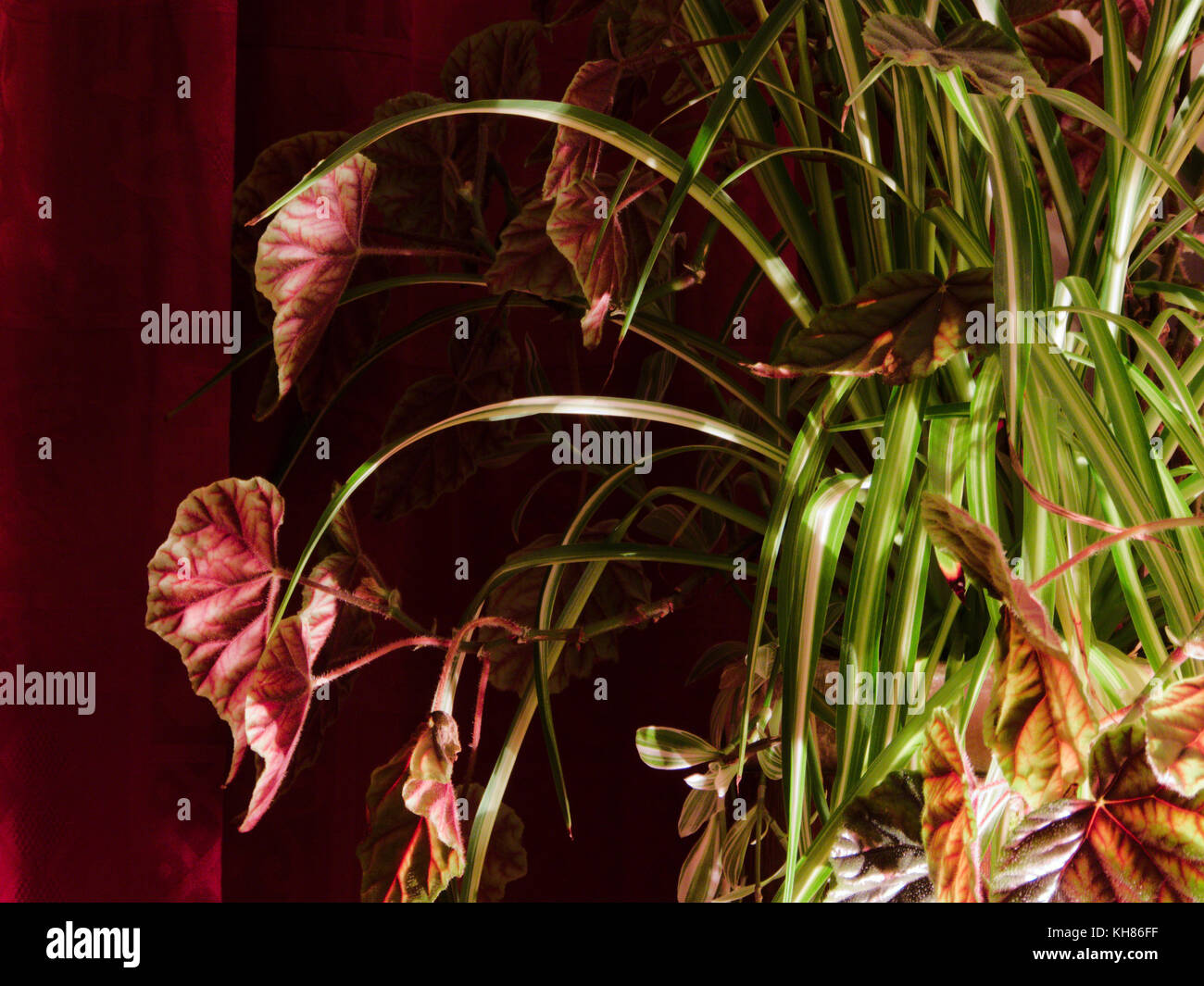 Begonia begonia spider hi-res stock photography and images - Alamy