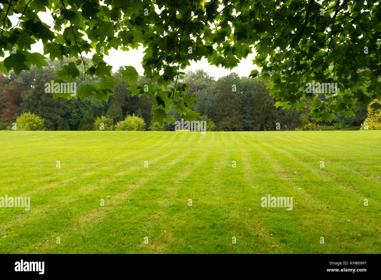 Lawn and trees in a beautiful and huge park Stock Photo - Alamy